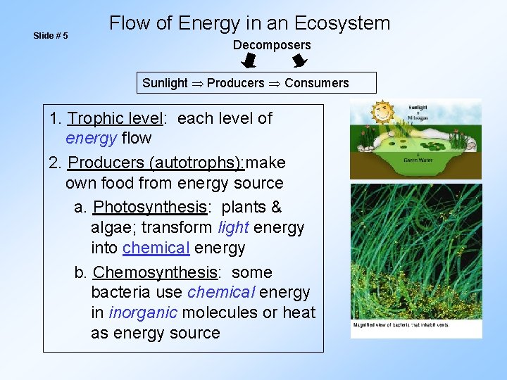 Energy Flow in Ecosystems The Biosphere Slide 2