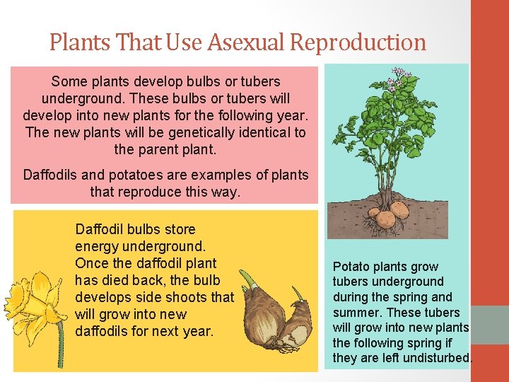 Do All Plants Reproduce at Tayla Bruton blog