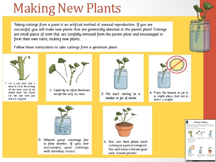 DO ALL PLANTS REPRODUCE BY PRODUCING SEEDS Share