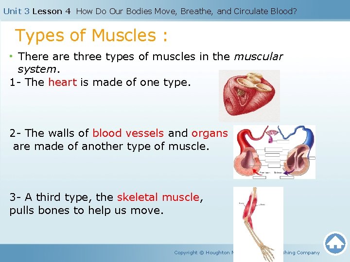 Unit 3 Lesson 4 How Do Our Bodies