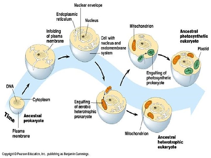 Basic Structure of a Cell 1 Review Facts