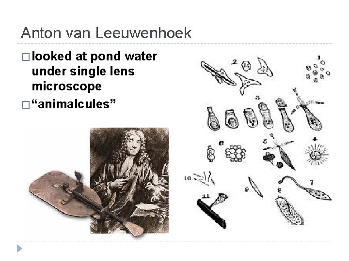 Honors Biology chapter 7 Cell Structure Function SC