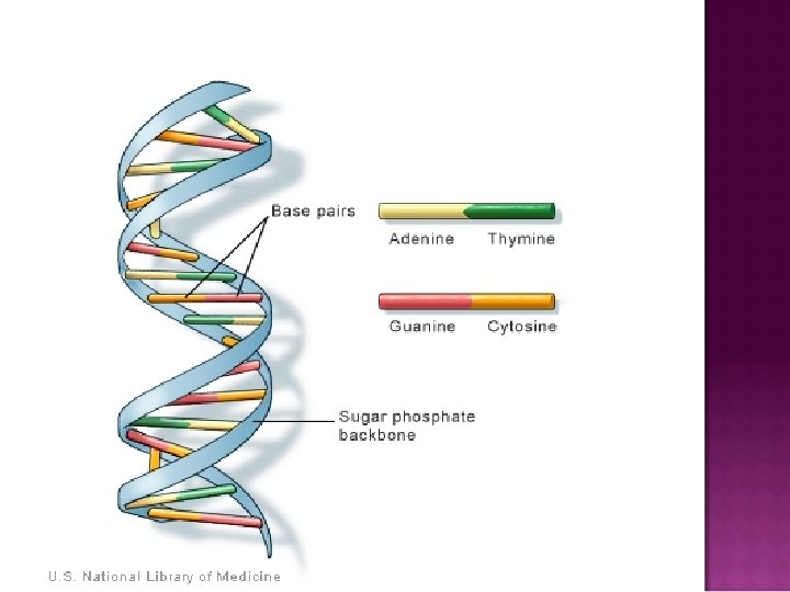 DNA Genetics Cell Division A basic unit of