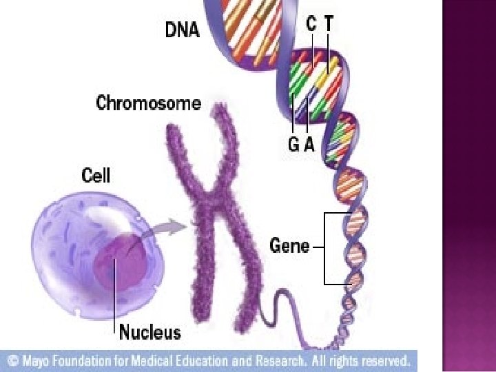 DNA Genetics Cell Division A basic unit of