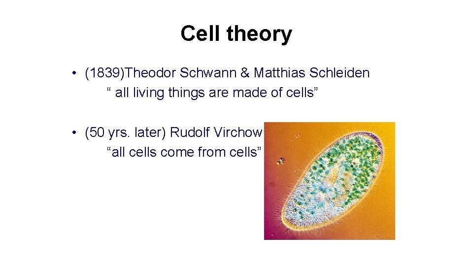 WarmUP 1917 SWBAT differentiate between animal and plant