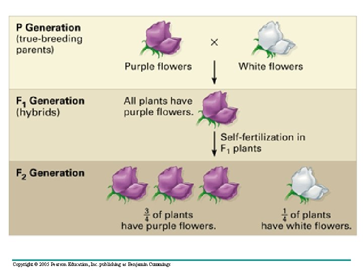 Copyright 2005 Pearson Education Inc publishing as Benjamin