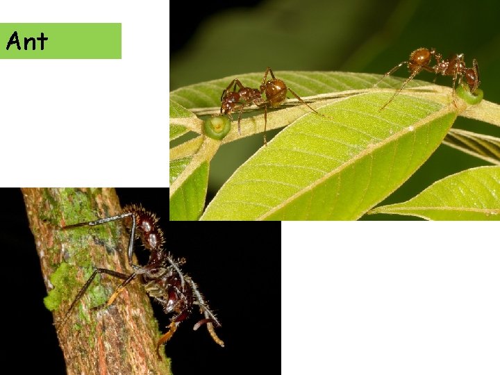 Minibeasts There are more minibeasts in our world