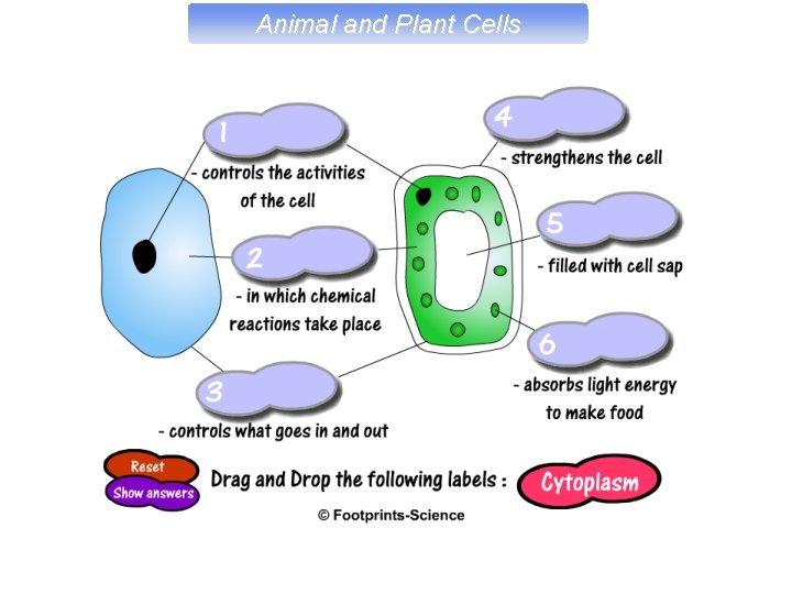 Cell Biology Introduction to cells Learning Intentions By
