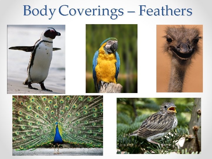 Animal Protection Enabling animals to survive in their