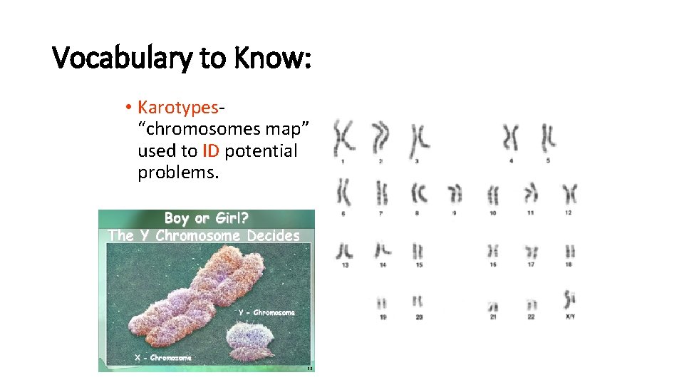 CELL GROWTH DIVISION Image by Riedell 2 Reasons