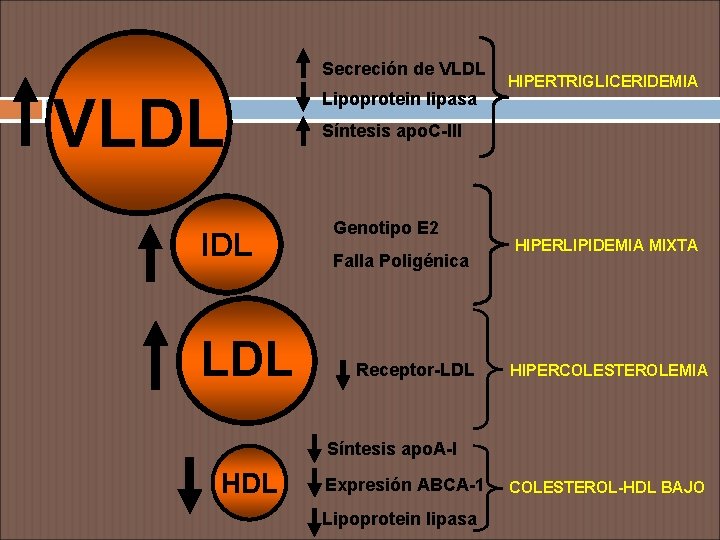 Alteraciones En El Metabolismo De Las Lipoproteinas Estructura