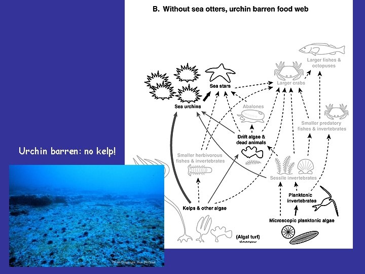Biodiversity I meaning and measurement Bio 415615 Questions