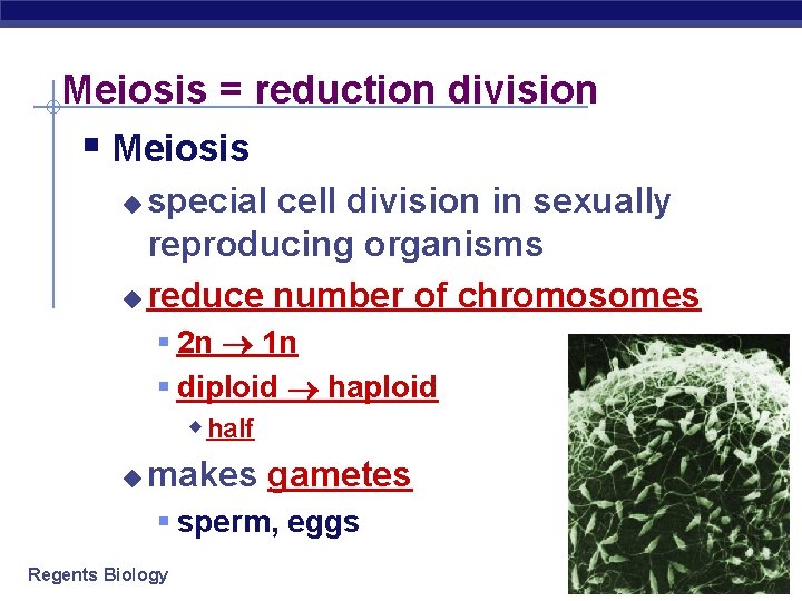 Meiosis Sexual Reproduction Regents Biology 2006 2007 Cell