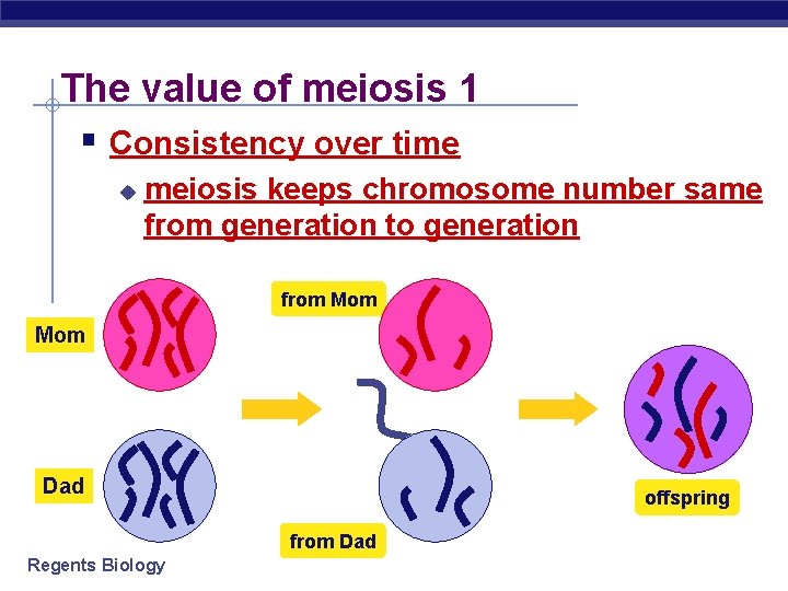 Meiosis Sexual Reproduction Regents Biology 2006 2007 Cell