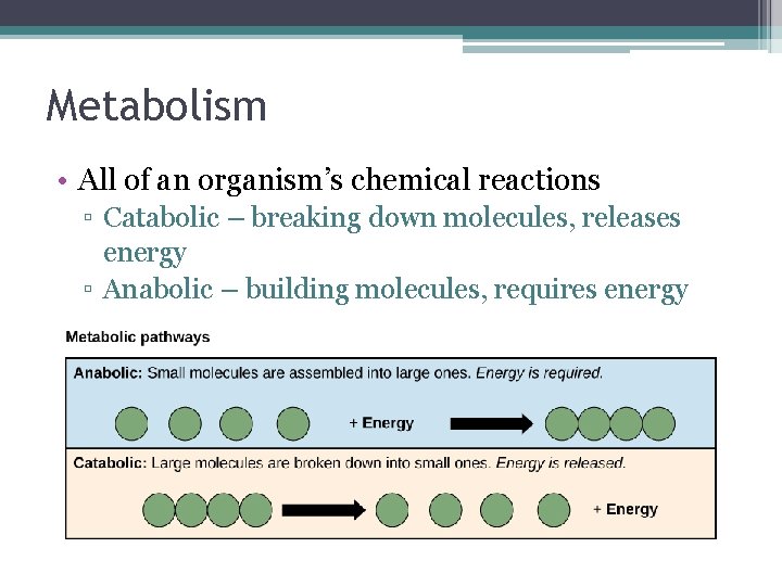 ATP Thermodynamics AP Biology Chapter 8 Section 8