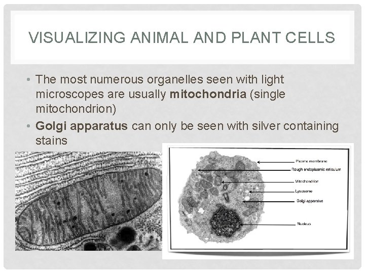 PRACTICAL SKILLS LAB PRACTICAL SKILLS In papers 2