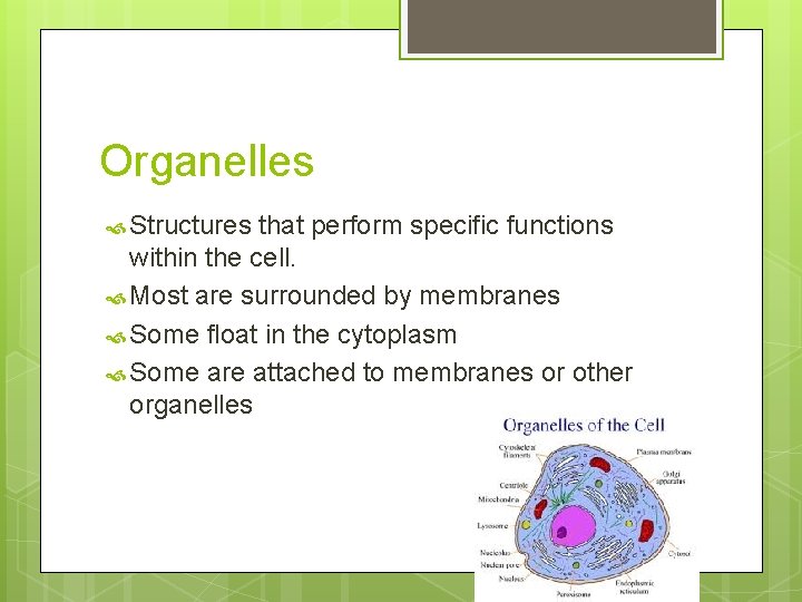 Cells The Basic Units of Life Cell Theory