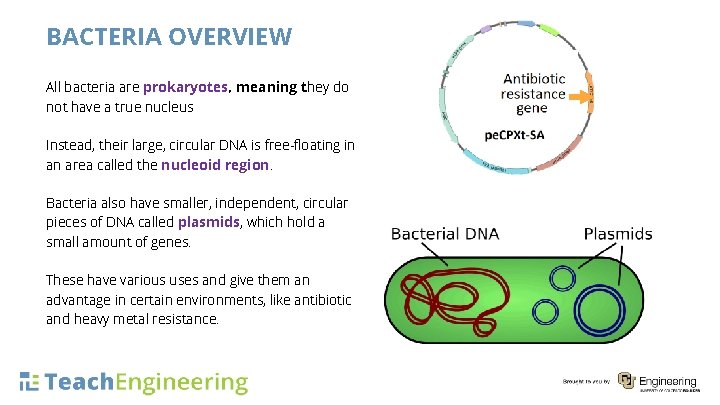 BACTERIAL ADAPTATIONS AND THEIR APPLICATION IN GENETIC ENGINEERING