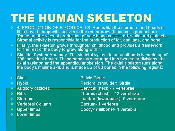 THE HUMAN SKELETON 2 lessons Identify different bones