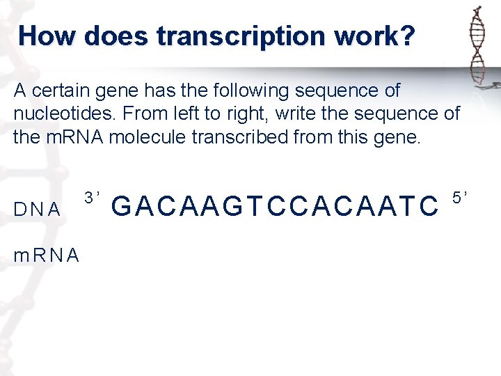 TRANSCRIPTION AND TRANSLATION Bell Ringer 5 MINUTES 1