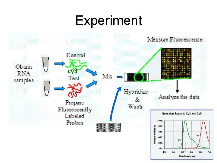 CS 5263 Bioinformatics Introduction to Microarray Data Analysis