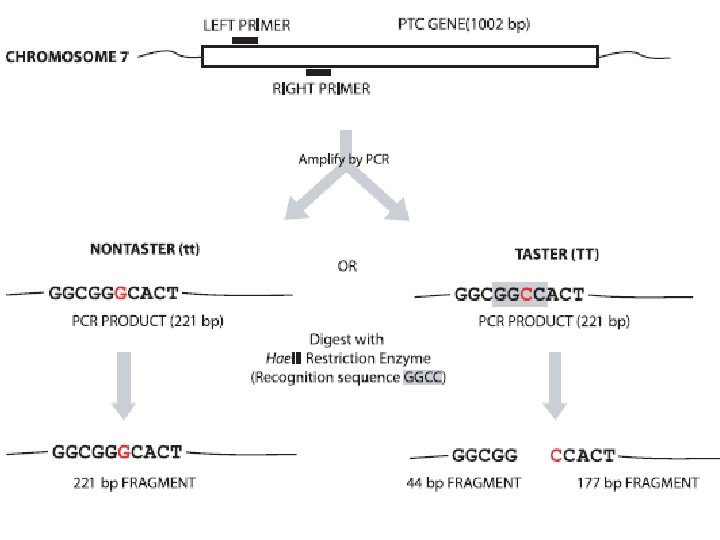 Lab 8 PTC Polymerase Chain Reaction Lab Using