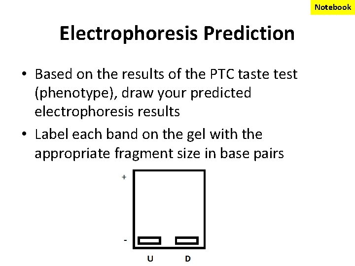 Lab 8 PTC Polymerase Chain Reaction Lab Using