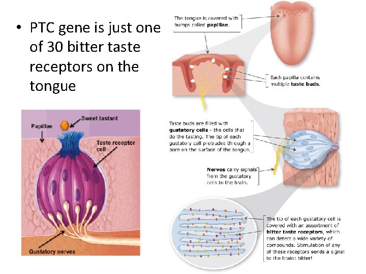 Lab 8 PTC Polymerase Chain Reaction Lab Using