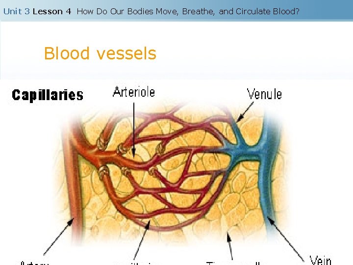 Unit 3 Lesson 4 How Do Our Bodies