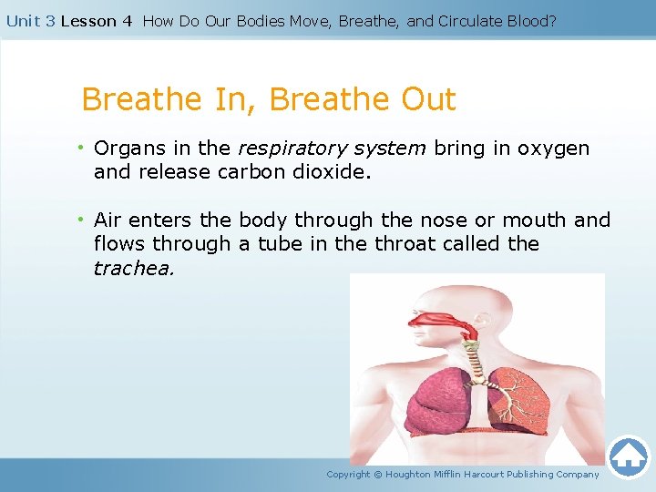 Unit 3 Lesson 4 How Do Our Bodies