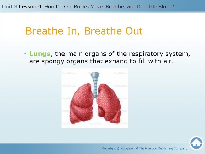 Unit 3 Lesson 4 How Do Our Bodies