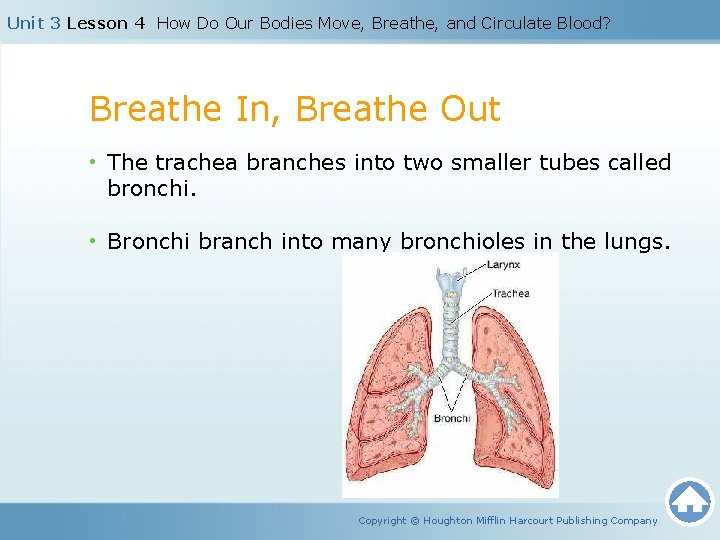 Unit 3 Lesson 4 How Do Our Bodies