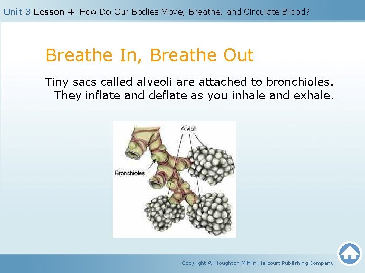 Unit 3 Lesson 4 How Do Our Bodies