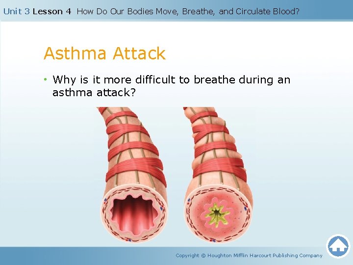 Unit 3 Lesson 4 How Do Our Bodies