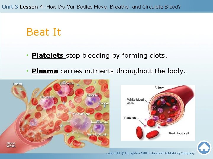 Unit 3 Lesson 4 How Do Our Bodies