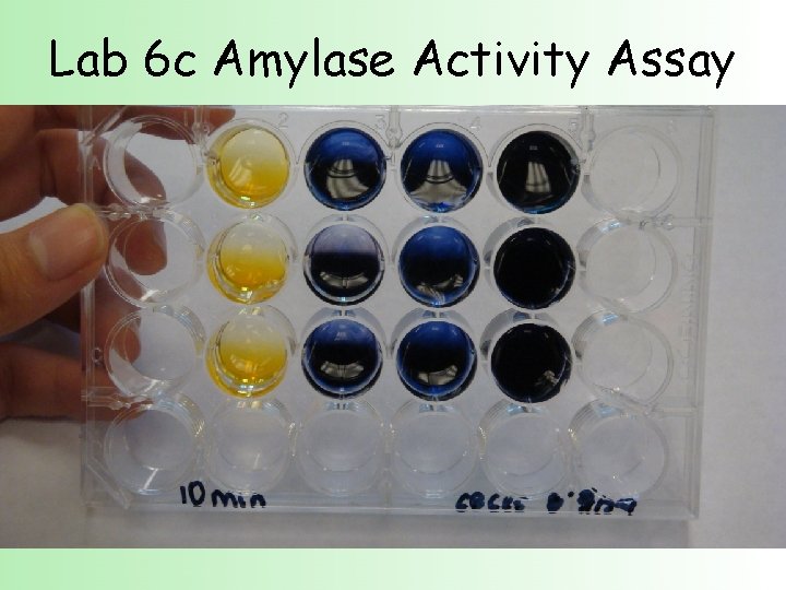 Enzyme Adventures Amylase Ellyn Daugherty San Mateo Biotech