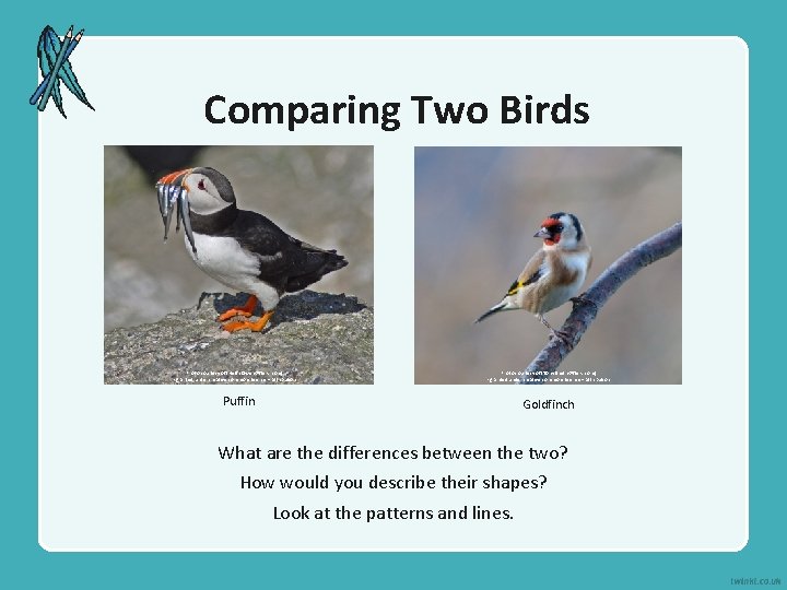 Art and Design Wildlife Birds Year One Art