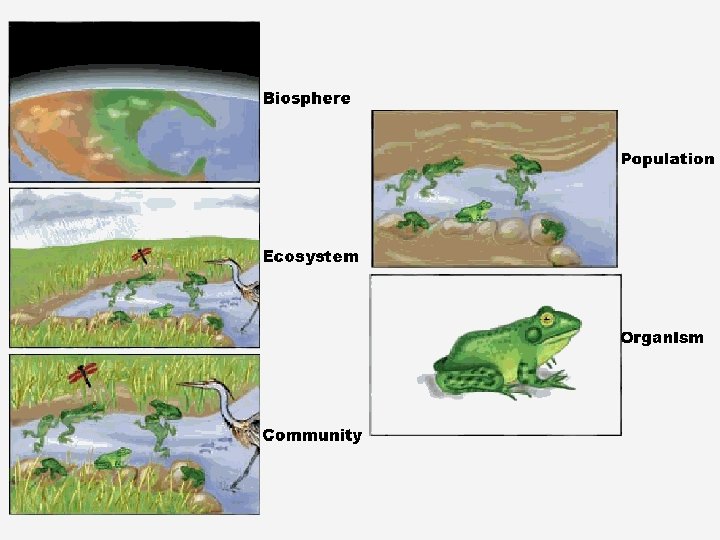 What is an ecosystem All the living biotic