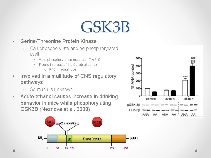 5 HT 1 Breceptor regulation by p GSK