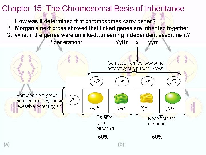 Chapter 15 The Chromosomal Basis of Inheritance Lets