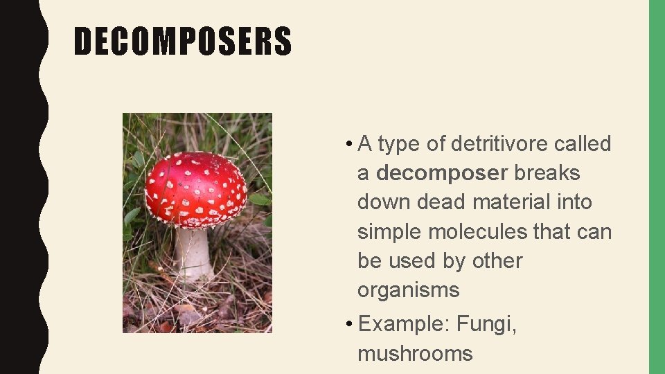 INTERACTIONS OF LIVING THINGS ECOSYSTEMS AND BIOMES LESSON