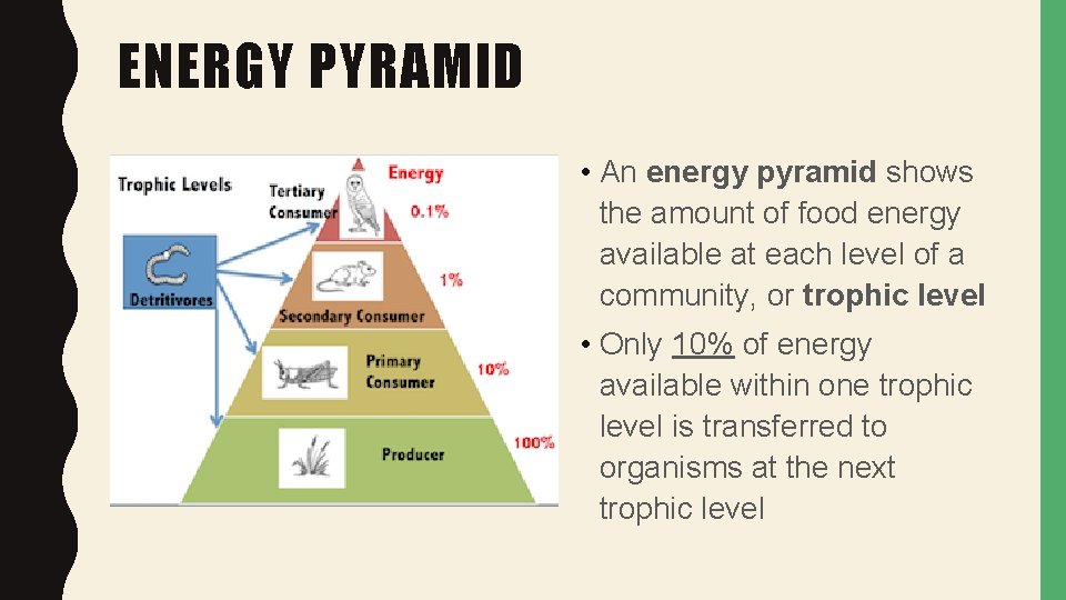 INTERACTIONS OF LIVING THINGS ECOSYSTEMS AND BIOMES LESSON