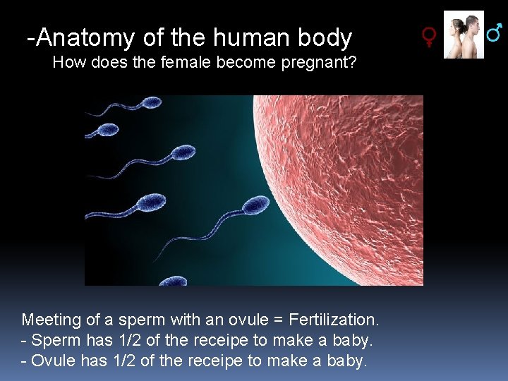 Anatomy puberty et sexual relations Objectives Human body