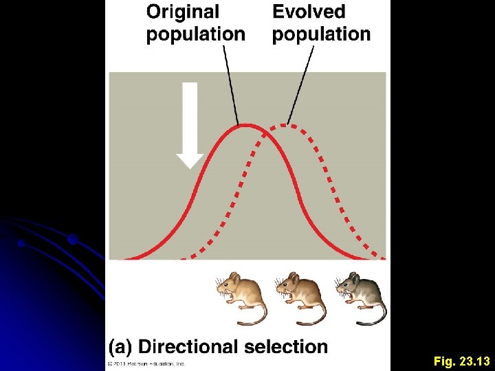I Microevolution D Genetic Drift 1 Bottleneck effect