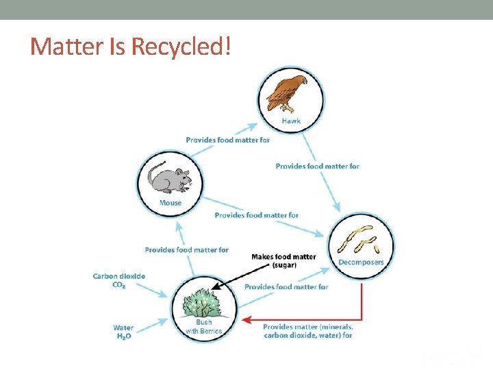FOOD WEBS LESSON 5 B What Happens to