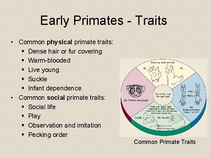 Human Evolution The Evolutionary Path to Humans Begins