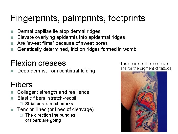 The Integumentary System The Integumentary System Integumentcutaneous ...