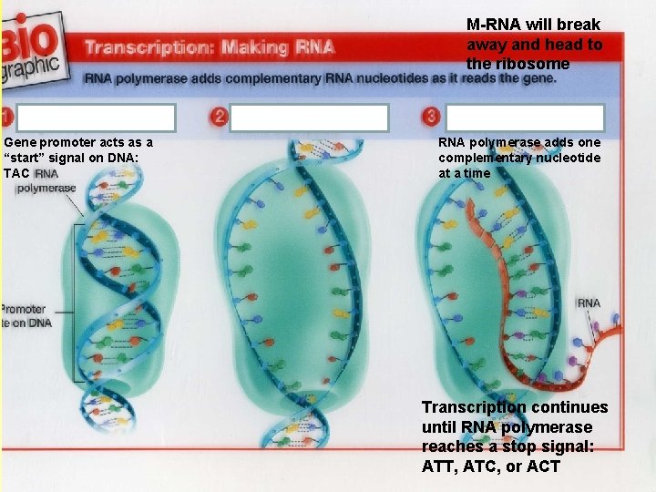 Molecular Biology How Cells Make Proteins Using DNA