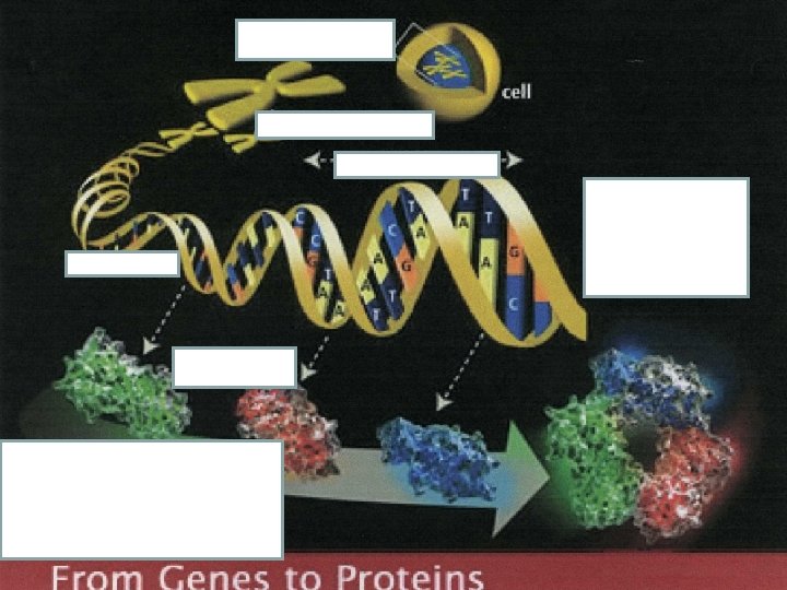 Molecular Biology How Cells Make Proteins Using DNA