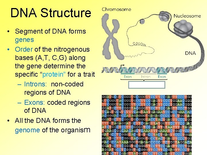Molecular Biology How Cells Make Proteins Using DNA